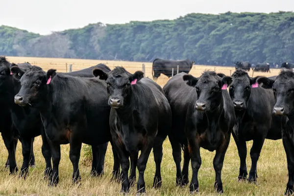 Trump's Return Unlikely to Revive US Beef Industry