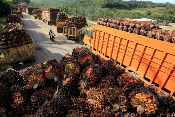 Indonesia Intensifies Oil Palm Cultivation for Biodiesel Demand