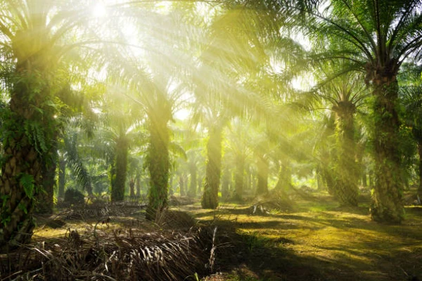 Indonesia to Boost Biodiesel Capacity with New Processing Plants