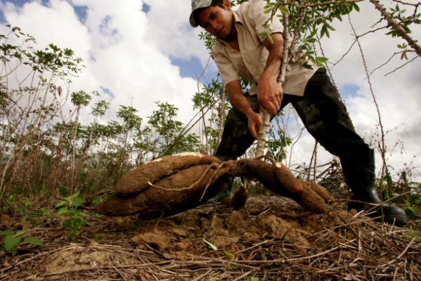 China's Cassava Price Shows Moderate Decline to $269 per Ton