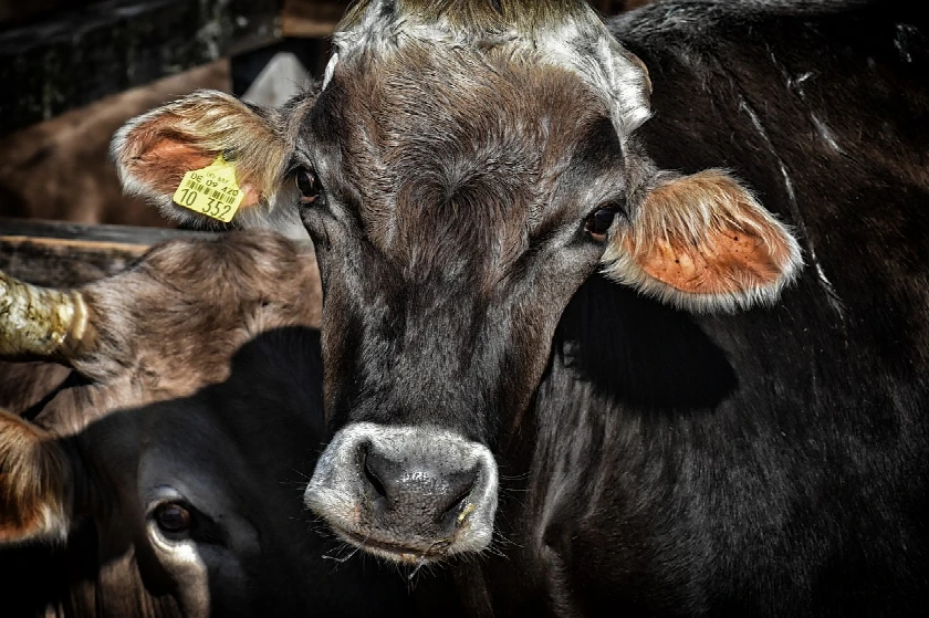 Cattle Futures Hit Record High Amid Harsh Weather Conditions