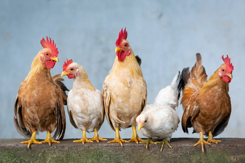 Perdue Farms to Close Tennessee Plant, Impacting Over 430 Workers
