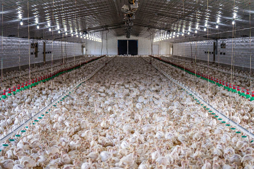 UK Poultry Chairman Warns of Farm Closures from Tax Changes