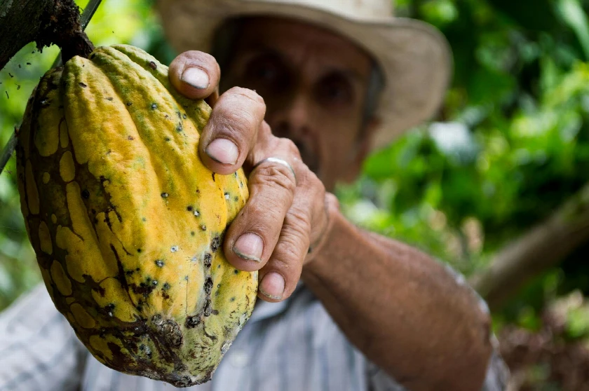Cocoa Market Faces Turbulence as Hershey Initiates Huge Bean Purchase