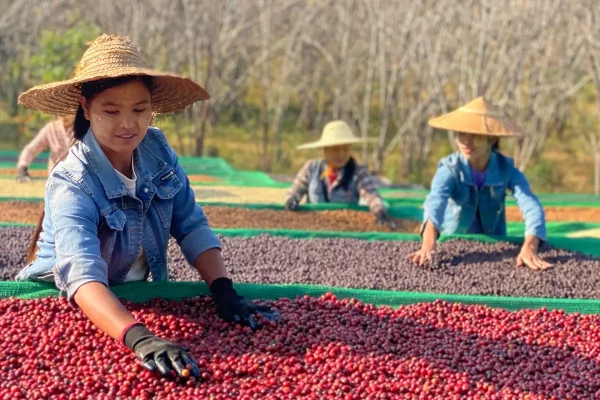 Brew Up Success: A Beginner's Guide to Exporting Coffee Beans to the United States