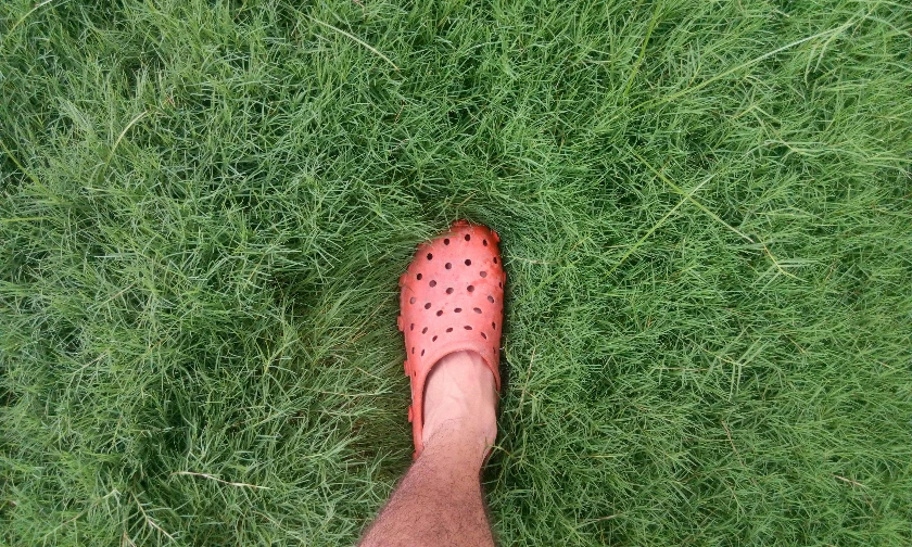 Crocs Tops Quarterly Earnings and Revenue Expectations