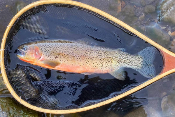 September 2023 Sees U.S. Freshwater Fish Export Reduce to $1.9M