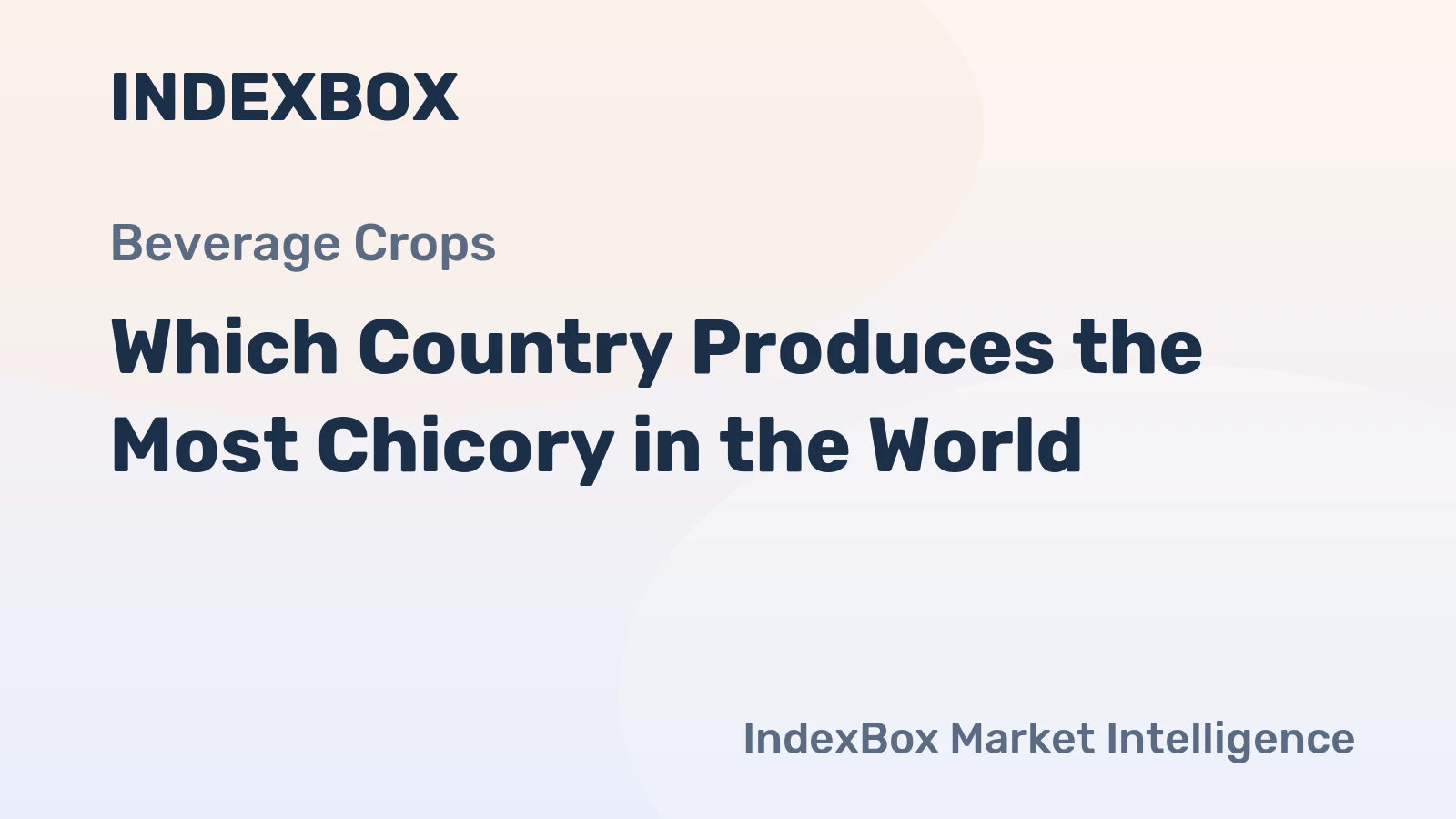 Which Country Produces the Most Chicory in the World?