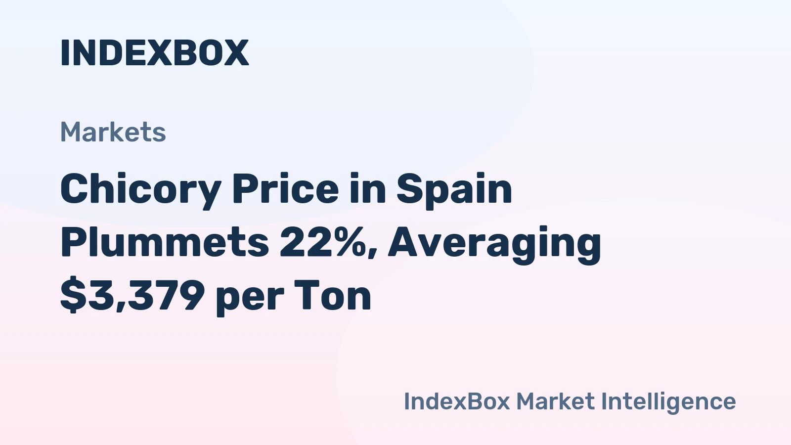 Chicory Price in Spain Plummets 22%, Averaging $3,379 per Ton