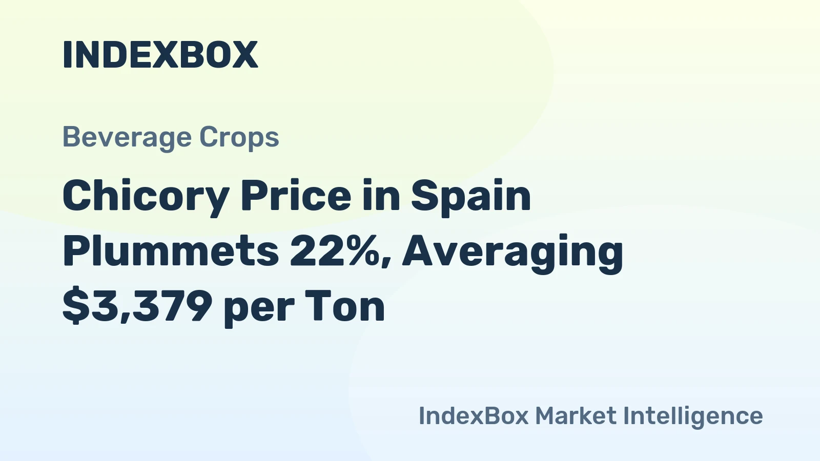 Chicory Price in Spain Plummets 22%, Averaging $3,379 per Ton