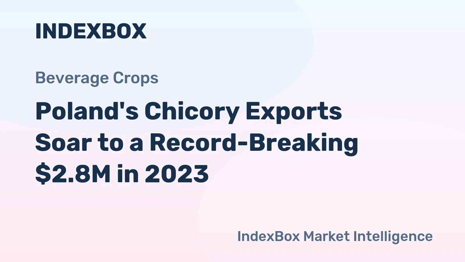 Poland's Chicory Exports Soar to a Record-Breaking $2.8M in 2023