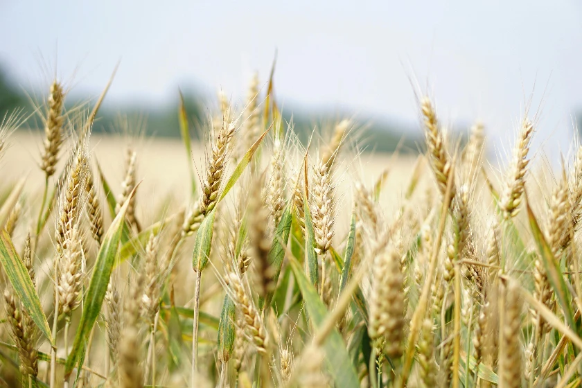 Winter Wheat Futures Show Strength Midday, Post Weekly Gains