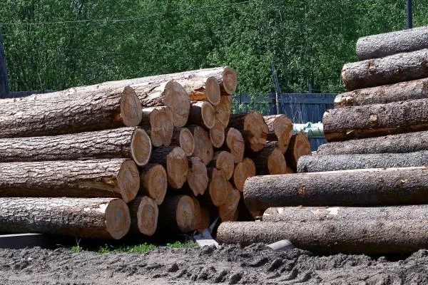 Industrial Roundwood Price in Australia Falls Significantly to $101 per Cubic Meter