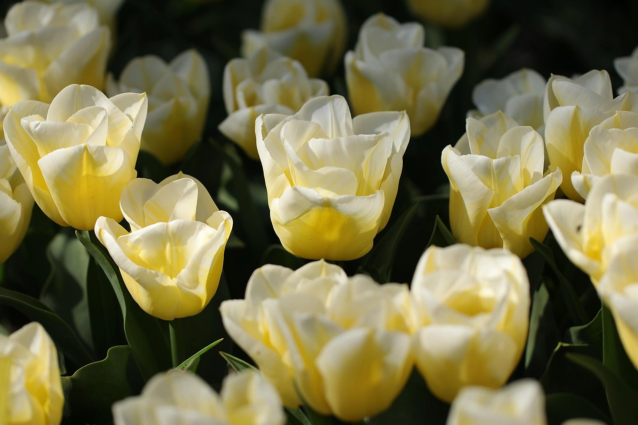 Dutch Tulip Farm Pioneers Agricultural Hydrogen with SOEC Technology