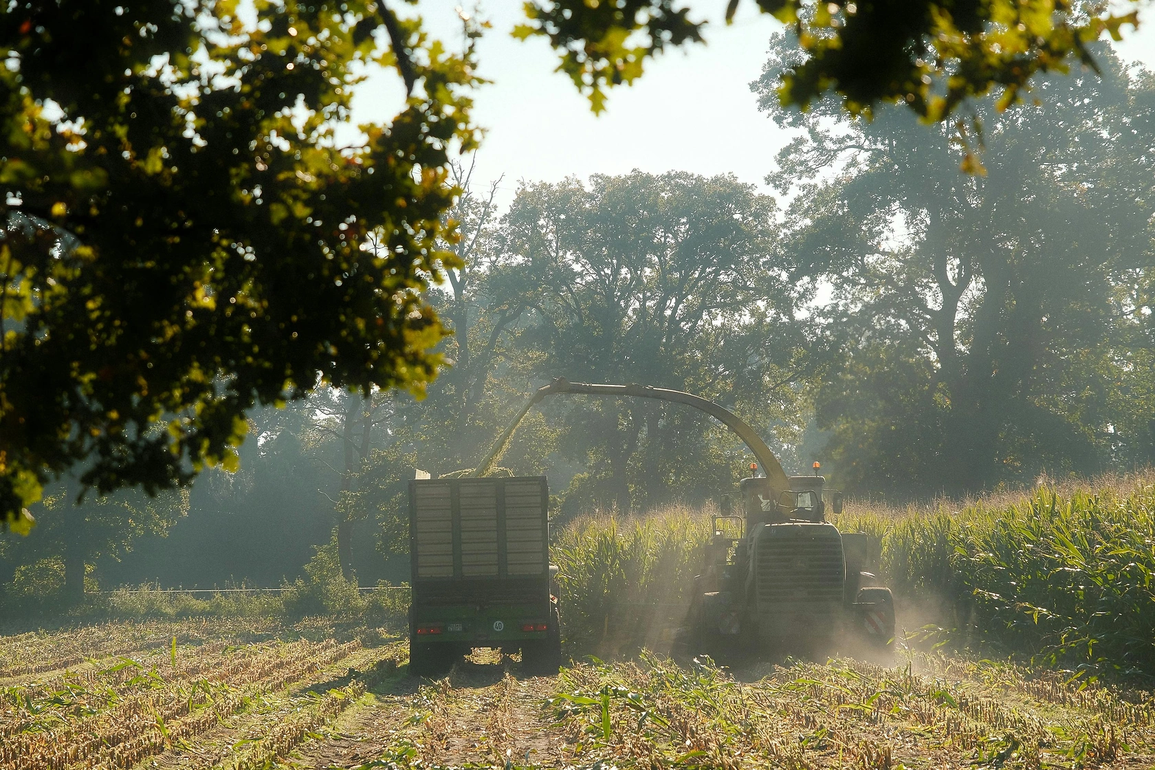 China's 2025 Grain Harvest Hits Record 714.9 Million Tons