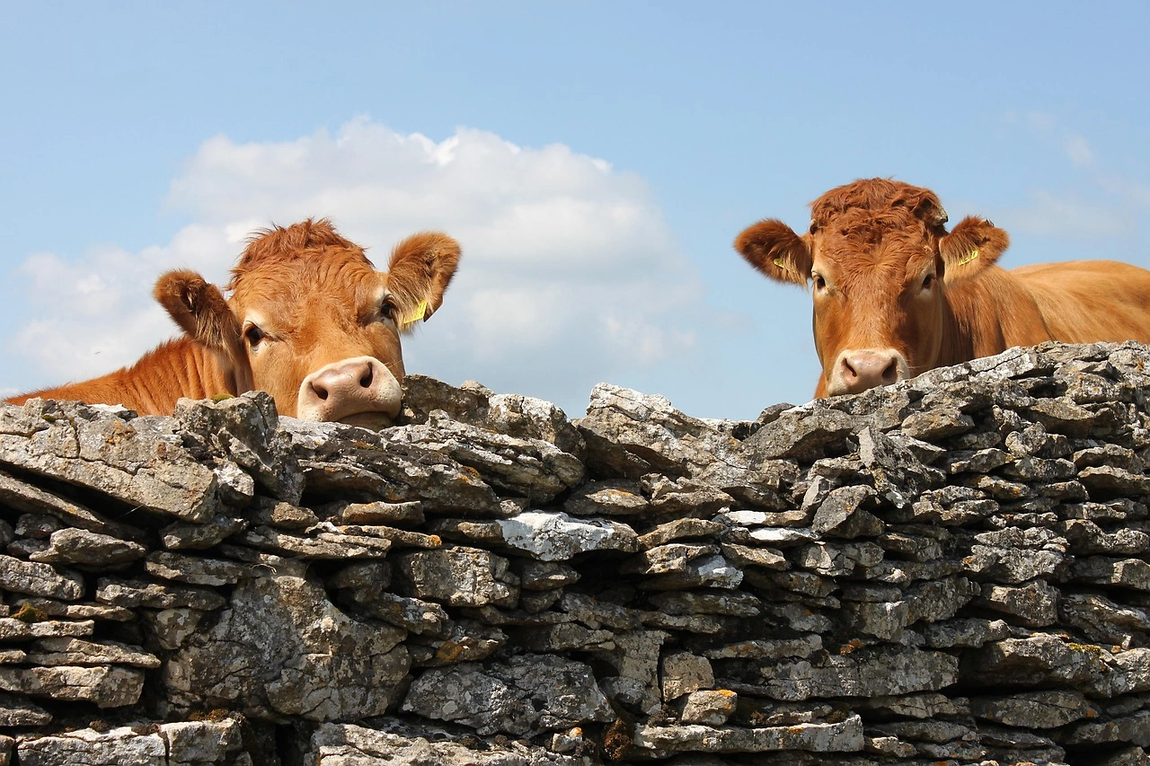 GB Milk Deliveries Slow in May 2026 as Farmers Face Rising Costs and Herd Reduction