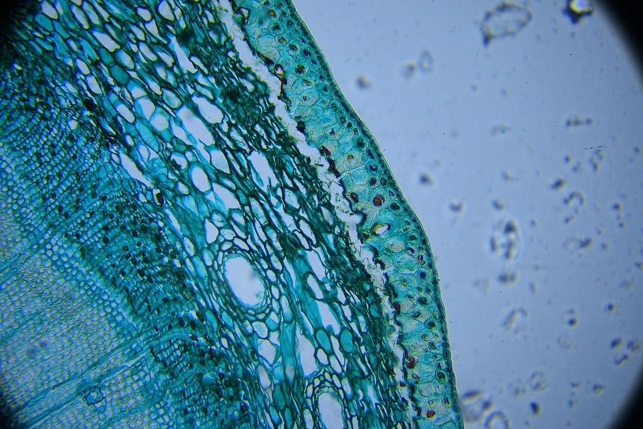 Insilico Medicine & Servier Strike Up to $888M Cancer Drug Deal