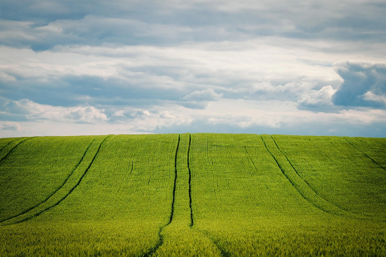 Alberta Grains Invests $600,000 in Barley Breeding Research