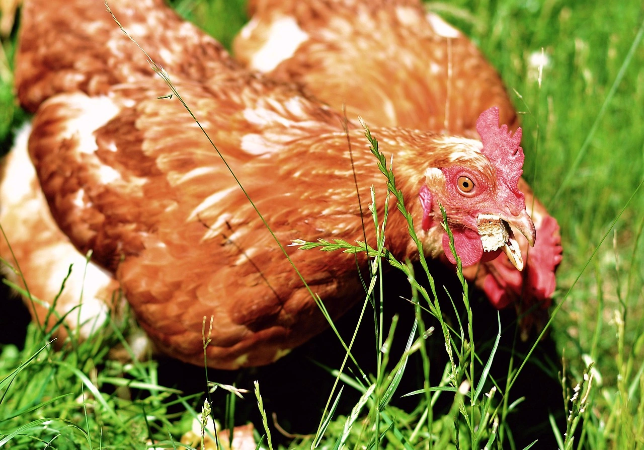 US Feed Industry Seeks Supply Chain Resiliency Amid Vitamin and Amino Acid Dependence