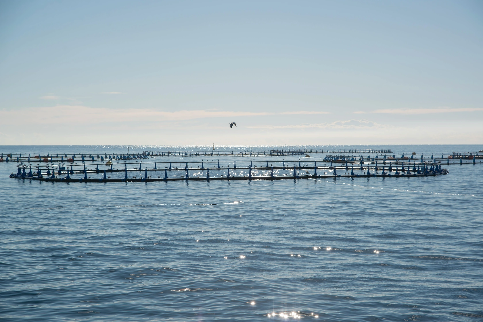 Nissui Q3 2025: Double-Digit Profit Growth Driven by Aquaculture & North America