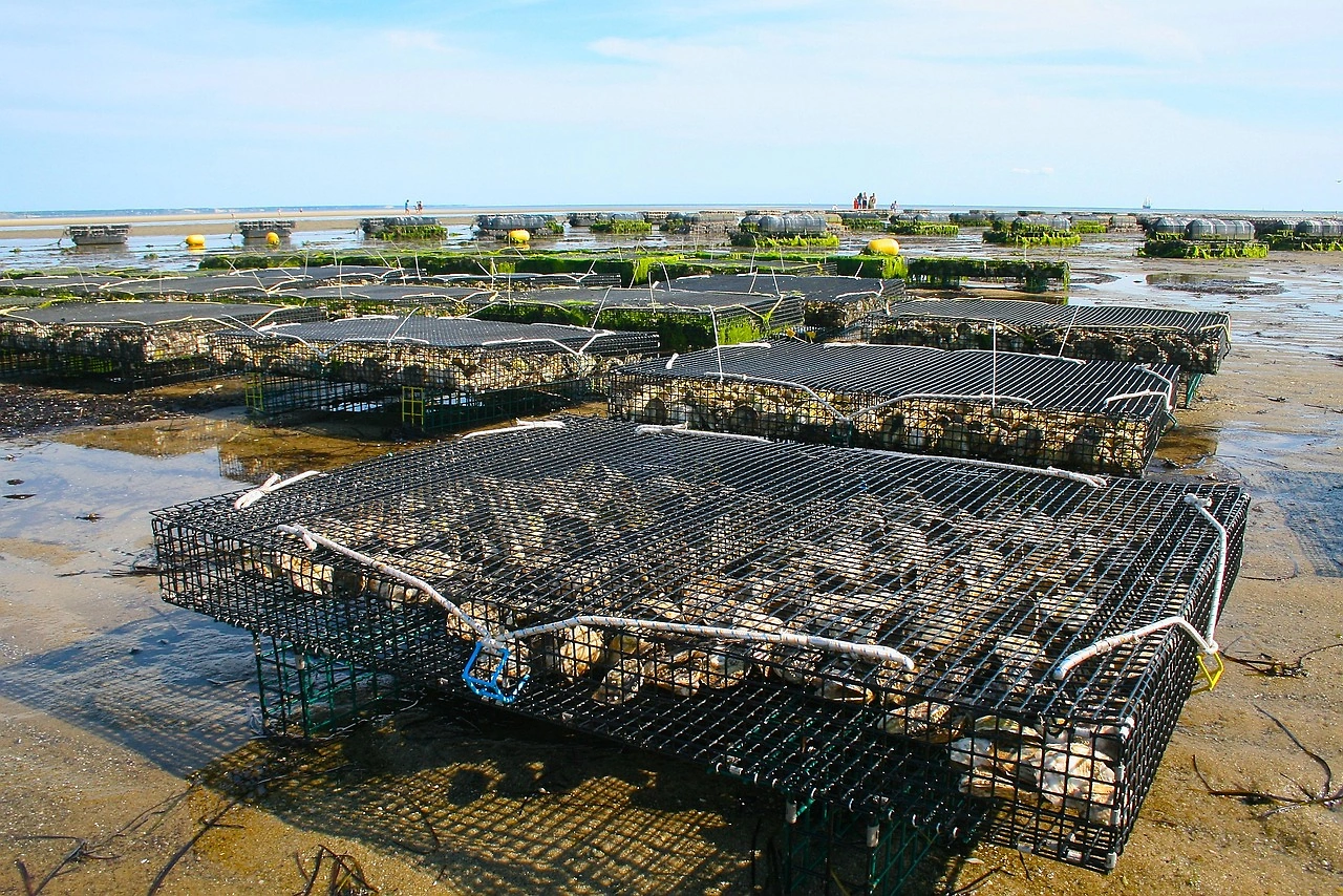 University Research Aims to Bolster Quahog Fisheries with Aquaculture and Disease Study
