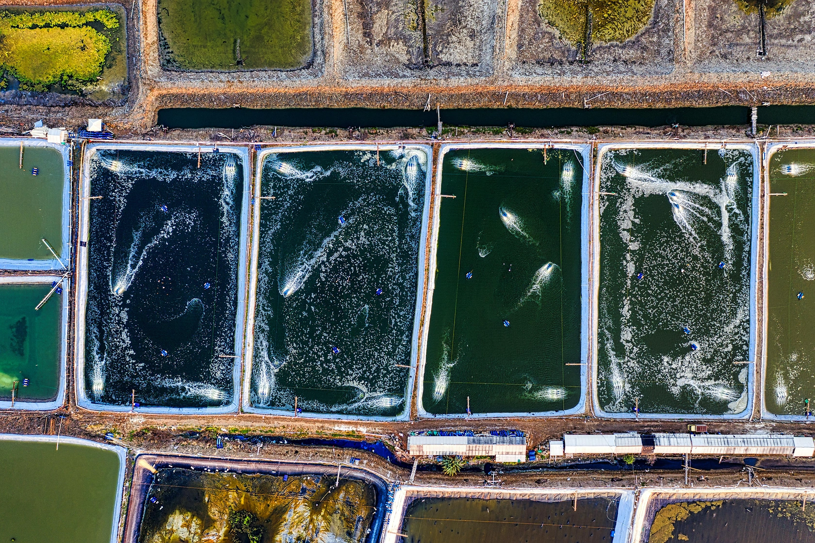 BioMar Launches SmartCare Defence Feed to Combat Seabass Bacterial Infections
