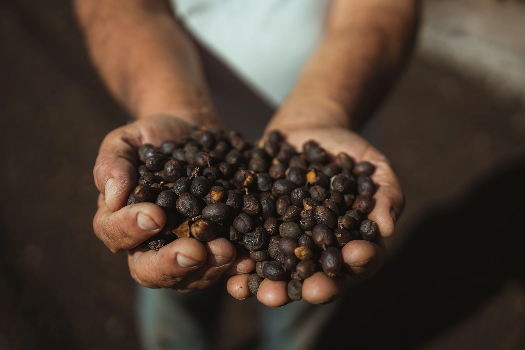 Coffee Prices Show Divergent Trends in Domestic and International Markets – Conab Report June 2026