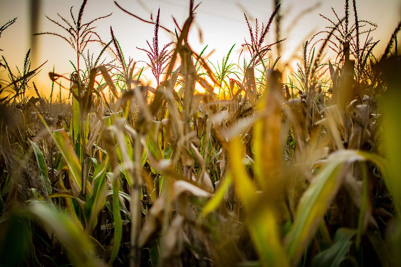 Corn Futures Recover After Tuesday Selloff