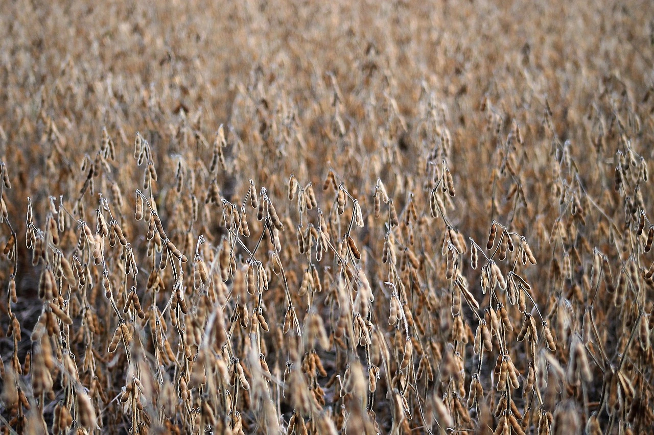 China Completes Initial 12 Million Ton U.S. Soybean Purchase