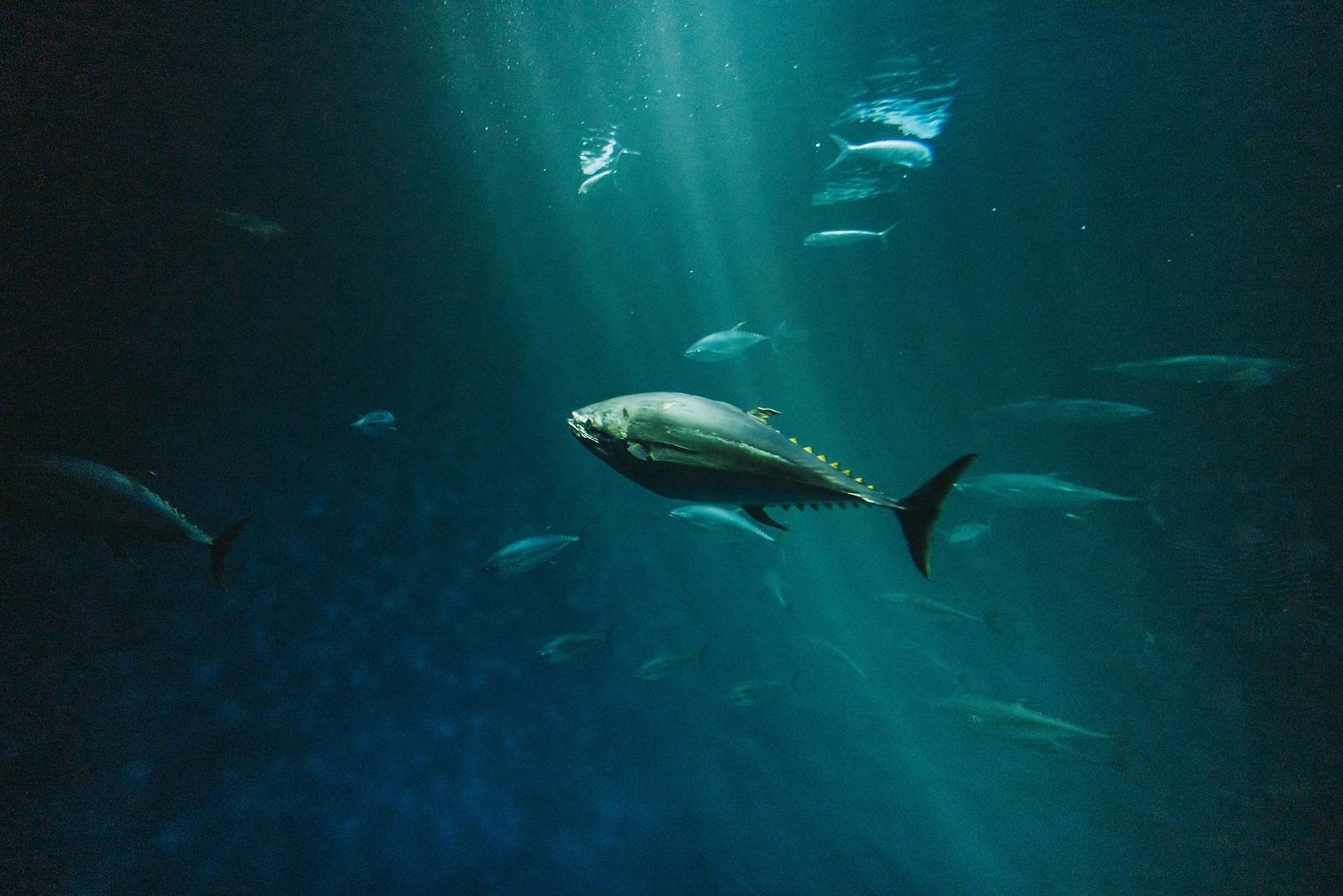 Northward Shift for Atlantic Bluefin Tuna Due to Climate Change, Study Projects