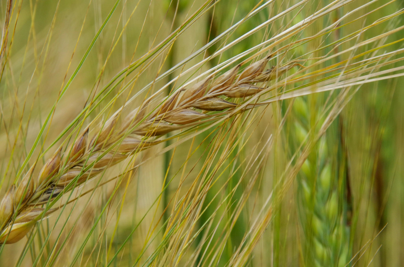 Australia Forecasts Record Barley, Near-Record Wheat Harvest for 2025-26
