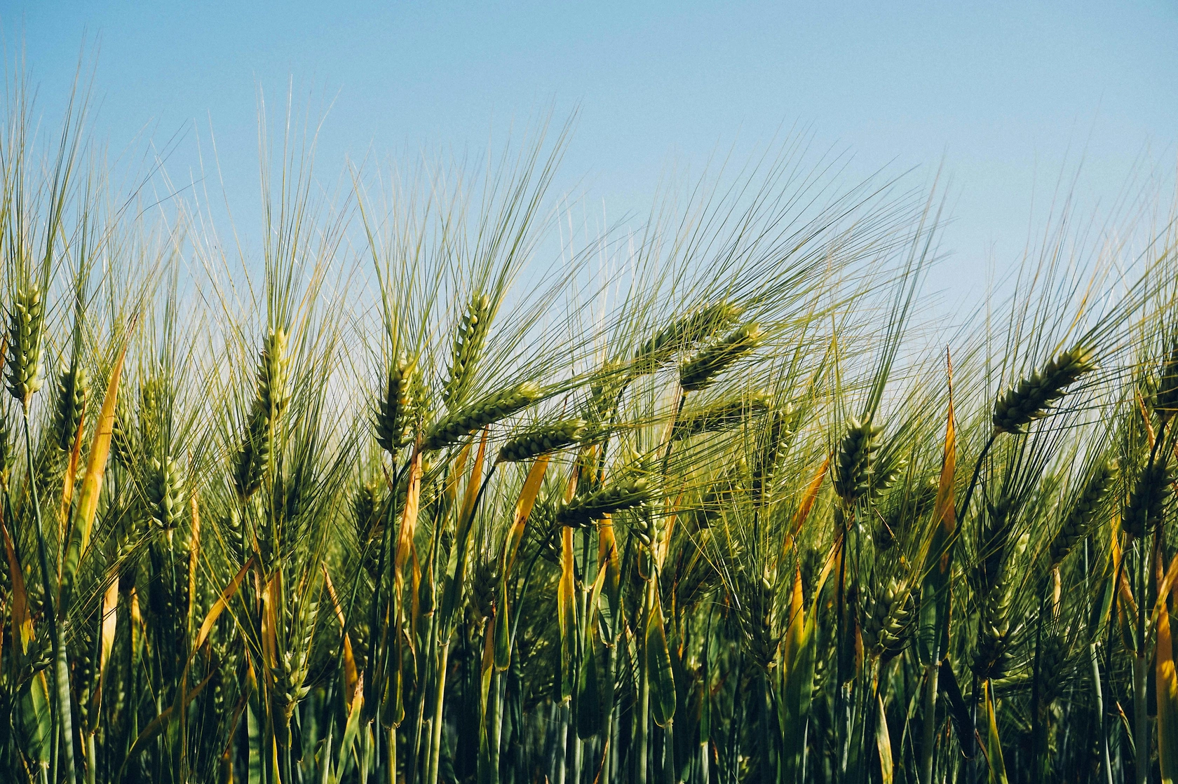 China Boosts Feed Grain Imports Amid Domestic Corn Harvest Damage