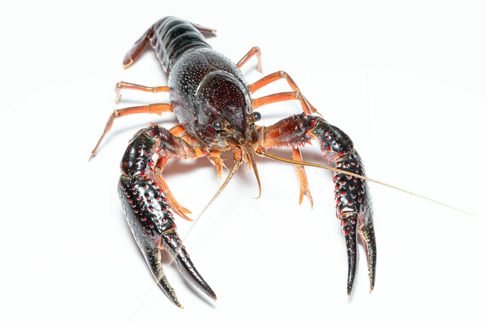 Philippines Tests Australian Redclaw Crayfish Aquaculture in Pilot Project