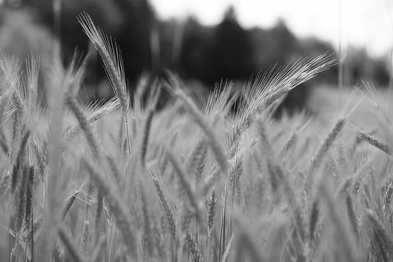 Australian Farmers Slash Wheat Planting as Iran War Drives Costs Higher