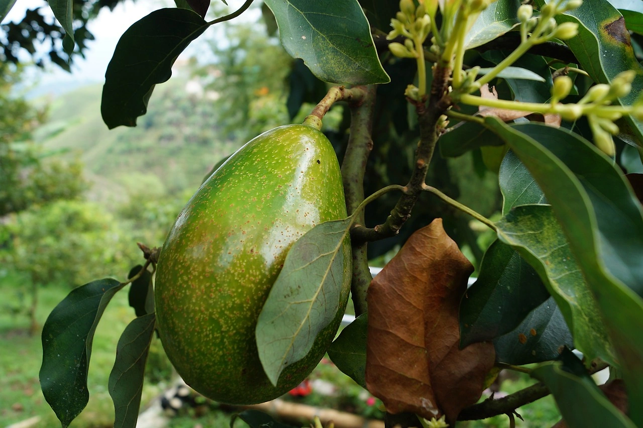 Calavo Growers Shares Plummet Following Disappointing Q2 Results