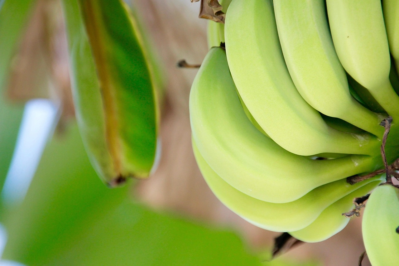Dole PLC Reports Third Quarter Net Income of $5.1 Million
