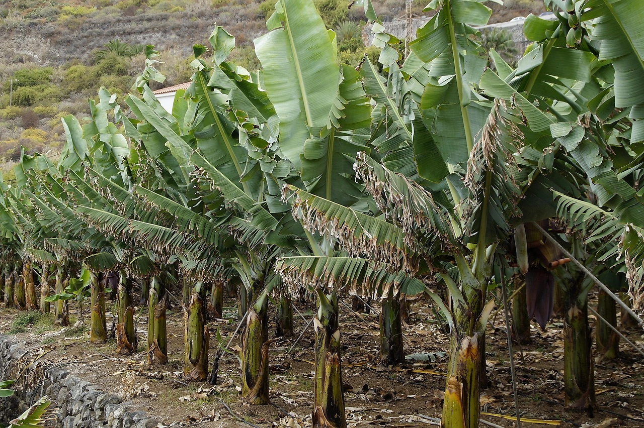 Dole Reports Mixed Q2 Results Despite Revenue Beat