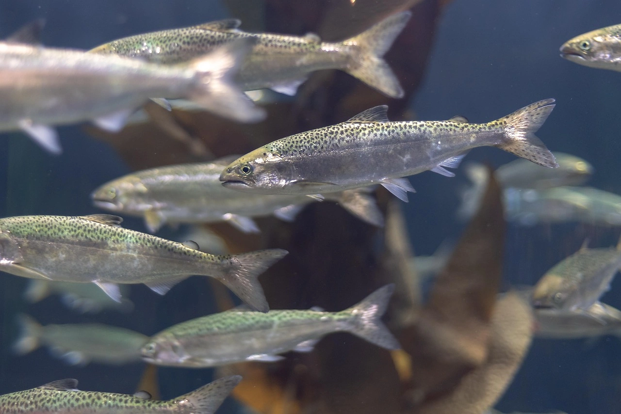 Canada's Salmon Imports Double as Domestic Aquaculture Production Declines