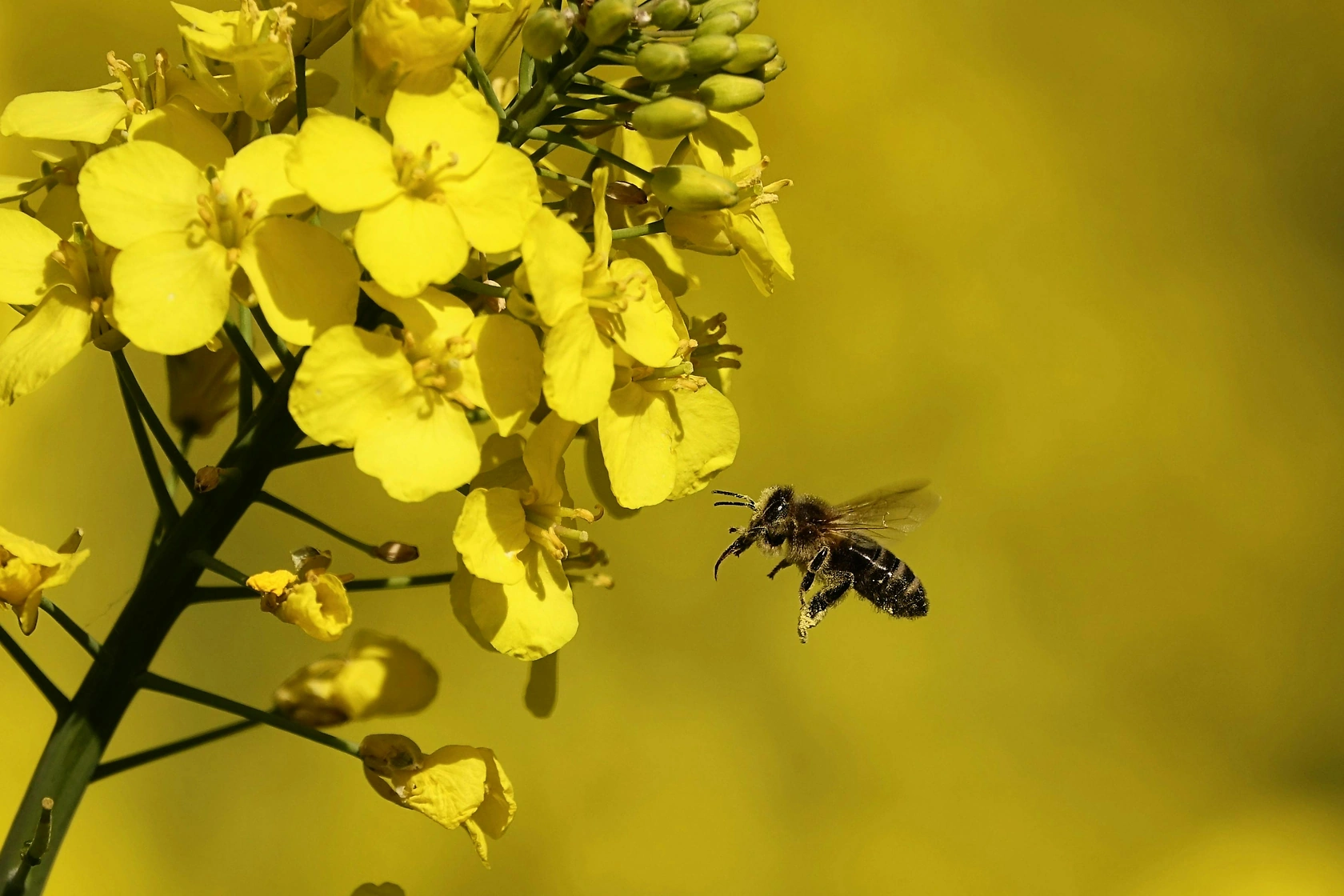 DS Smith Uses Bees to Monitor Biodiversity at French Packaging Sites