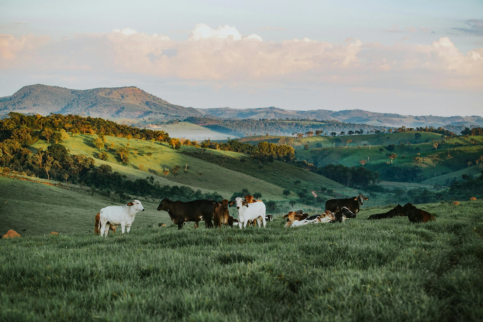 Global Beef Prices Set to Rise as Brazil Enters Supply Scarcity Phase