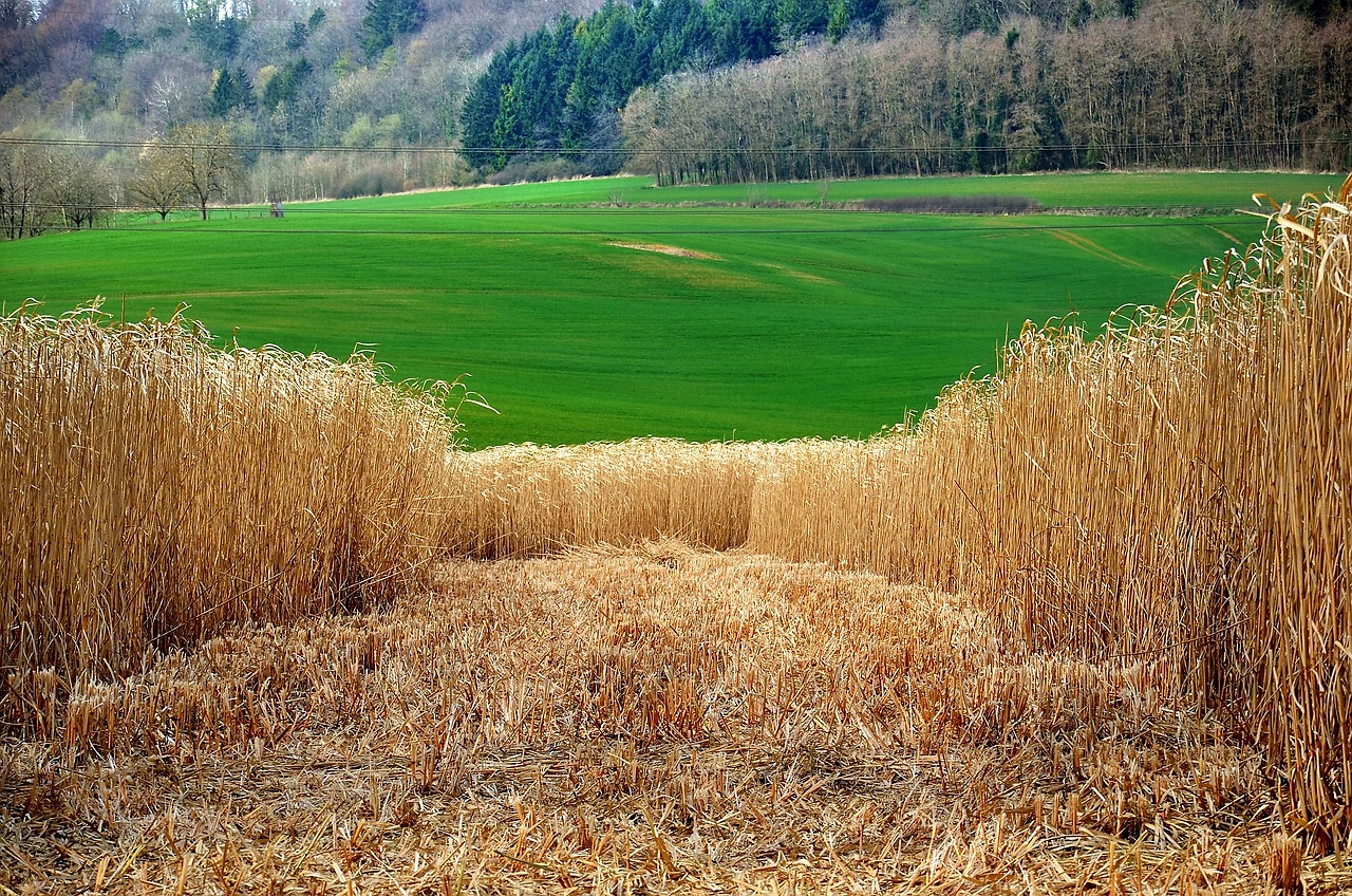 Thyssenkrupp Uhde to Conduct Integration Study for Nova Scotia Biofuel Project