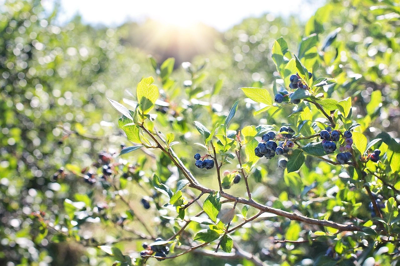Peruvian Blueberry Growers Target China as New Market Frontier
