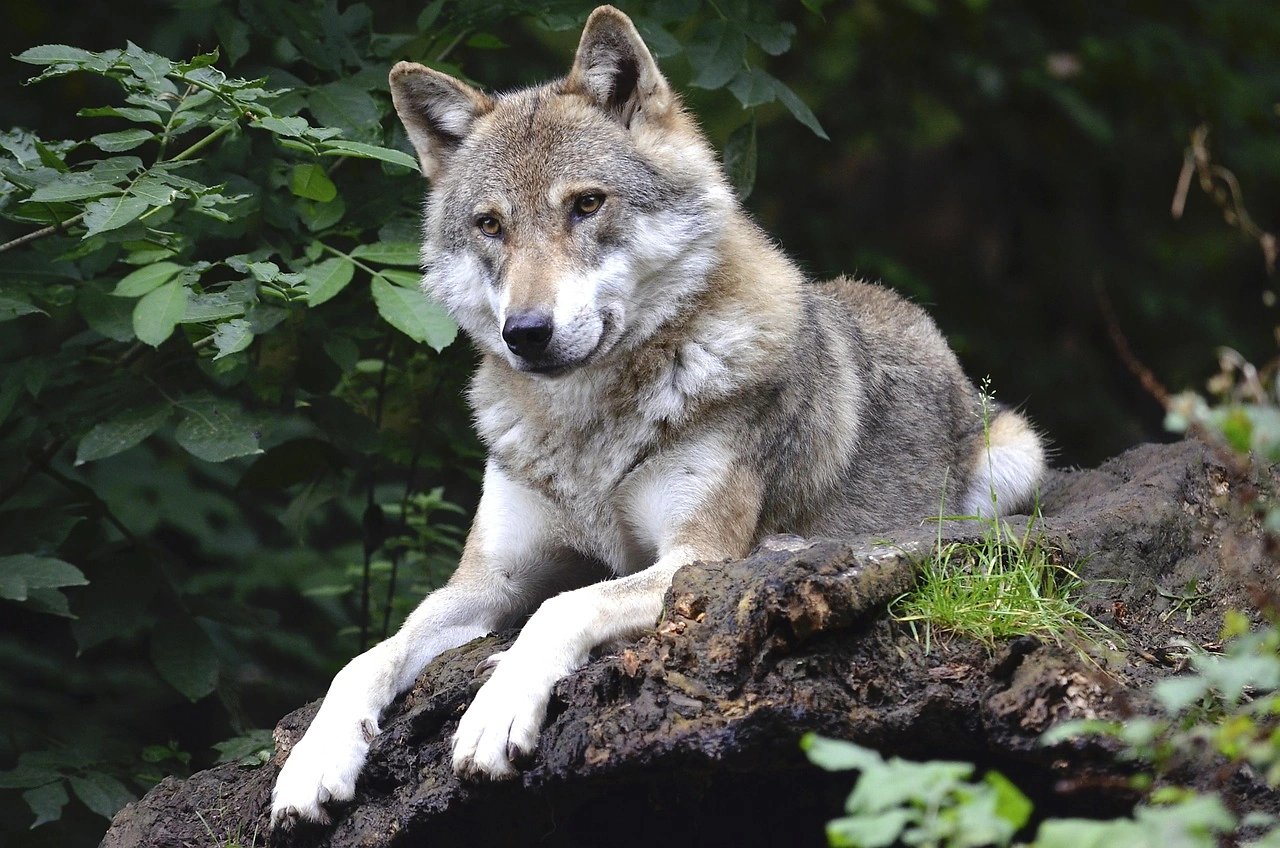 Utrecht Withdraws Forest Warning as DNA Confirms Shot Wolf 'Bram' Was Problem Animal