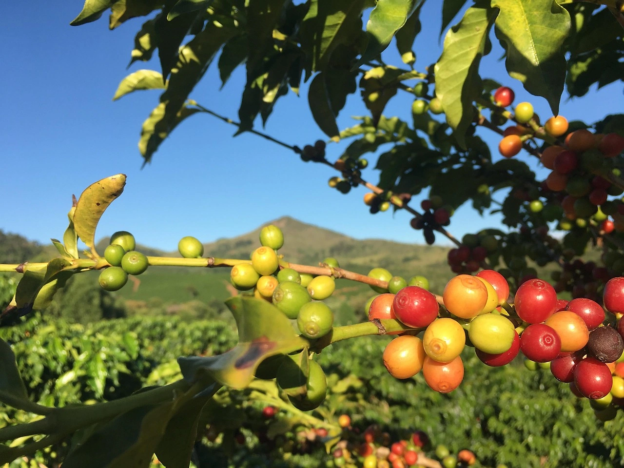 Luckin Coffee Opens 30,000th Store in Shenzhen, Unveils Global Supply Chain Vision
