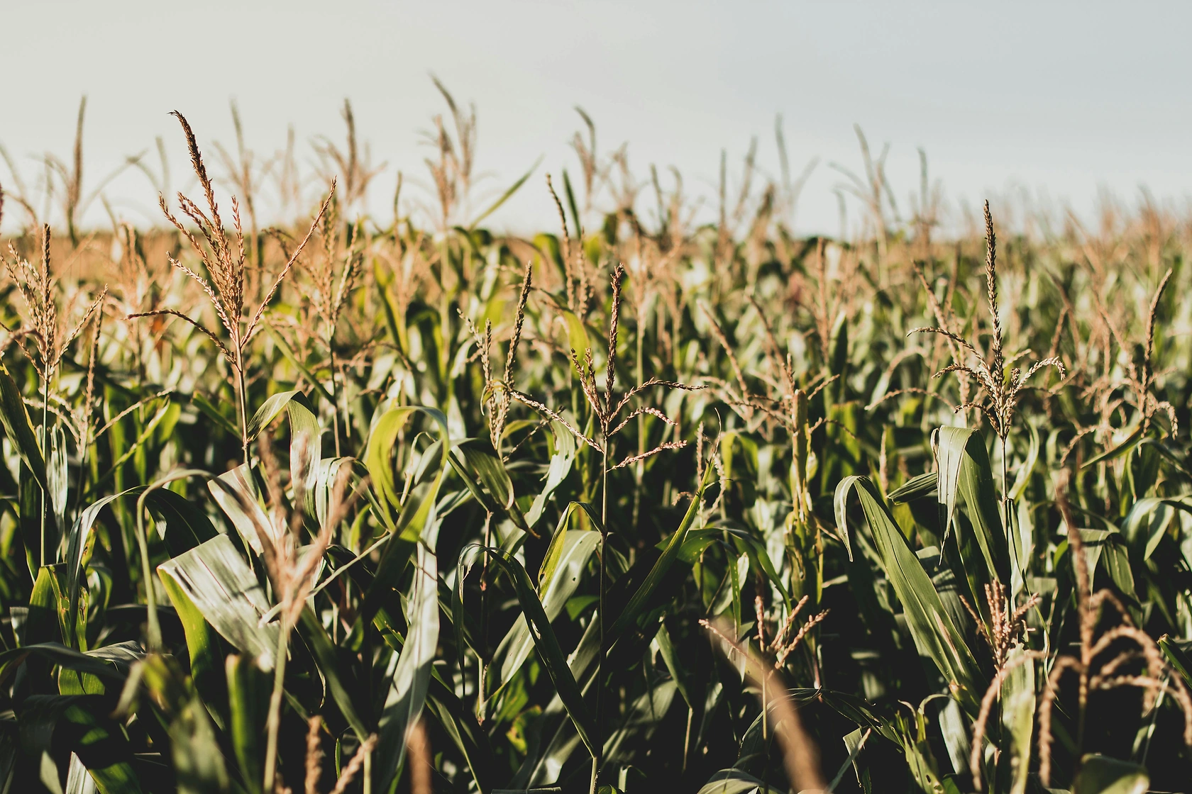 China's Corn Imports Surged 44.2% in December 2025 as Brazil Leads Supply