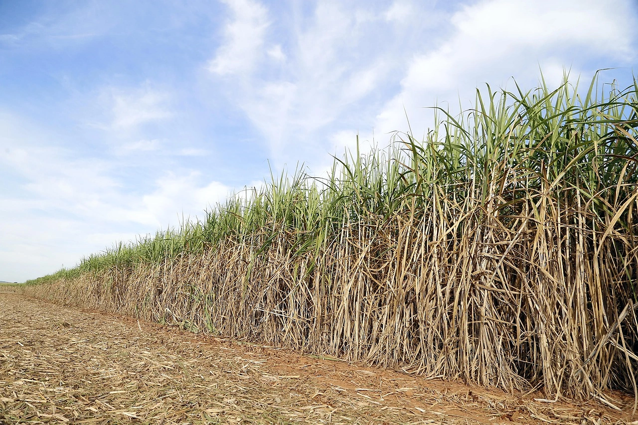 Sugar Futures Mixed as Market Consolidates Above Multi-Year Lows