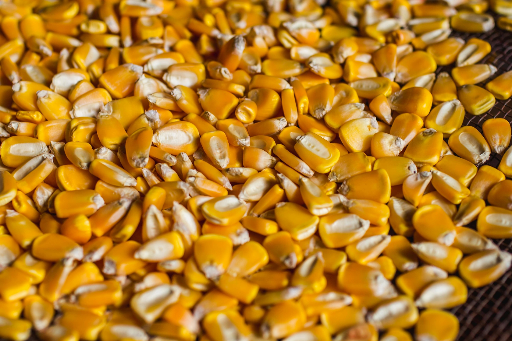 China's December 2025 Corn Imports Surge 44.2% on Brazilian Supply