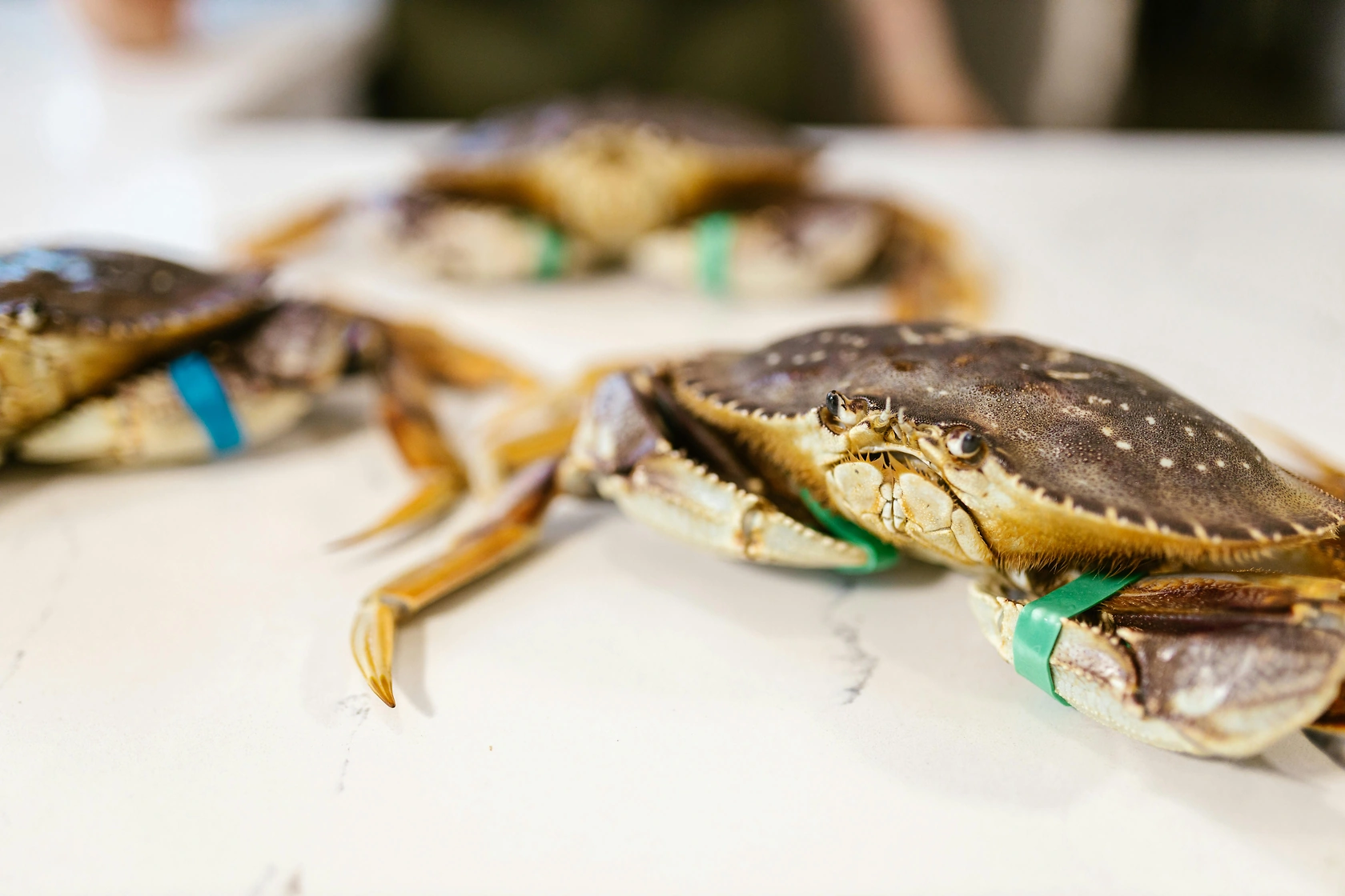 California Opens Final Coastal Section for Dungeness Crab Harvest