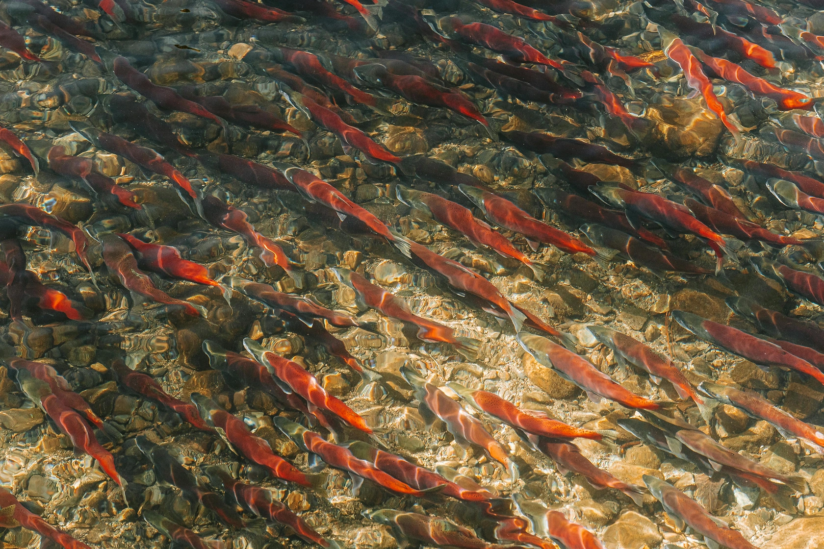 $10 Million Awarded for California Salmon Recovery Projects