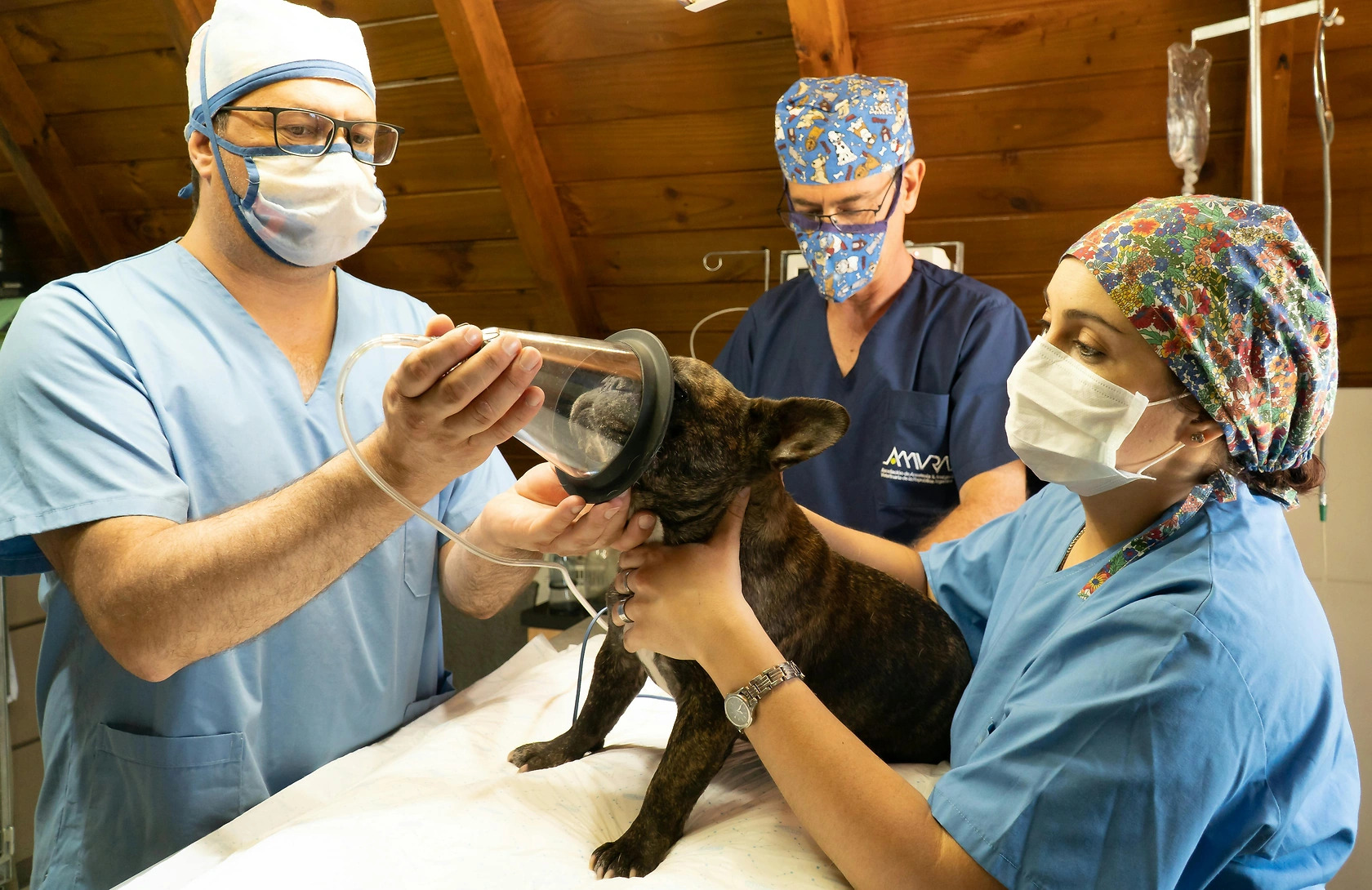 Canine Cataract Surgery Cost: A 2026 Guide for Pet Owners